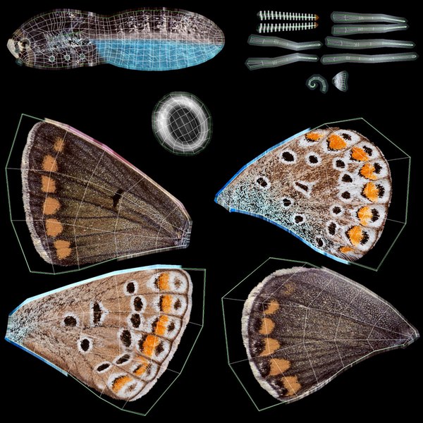 Realistic northern brown argus 3D - TurboSquid 1432002