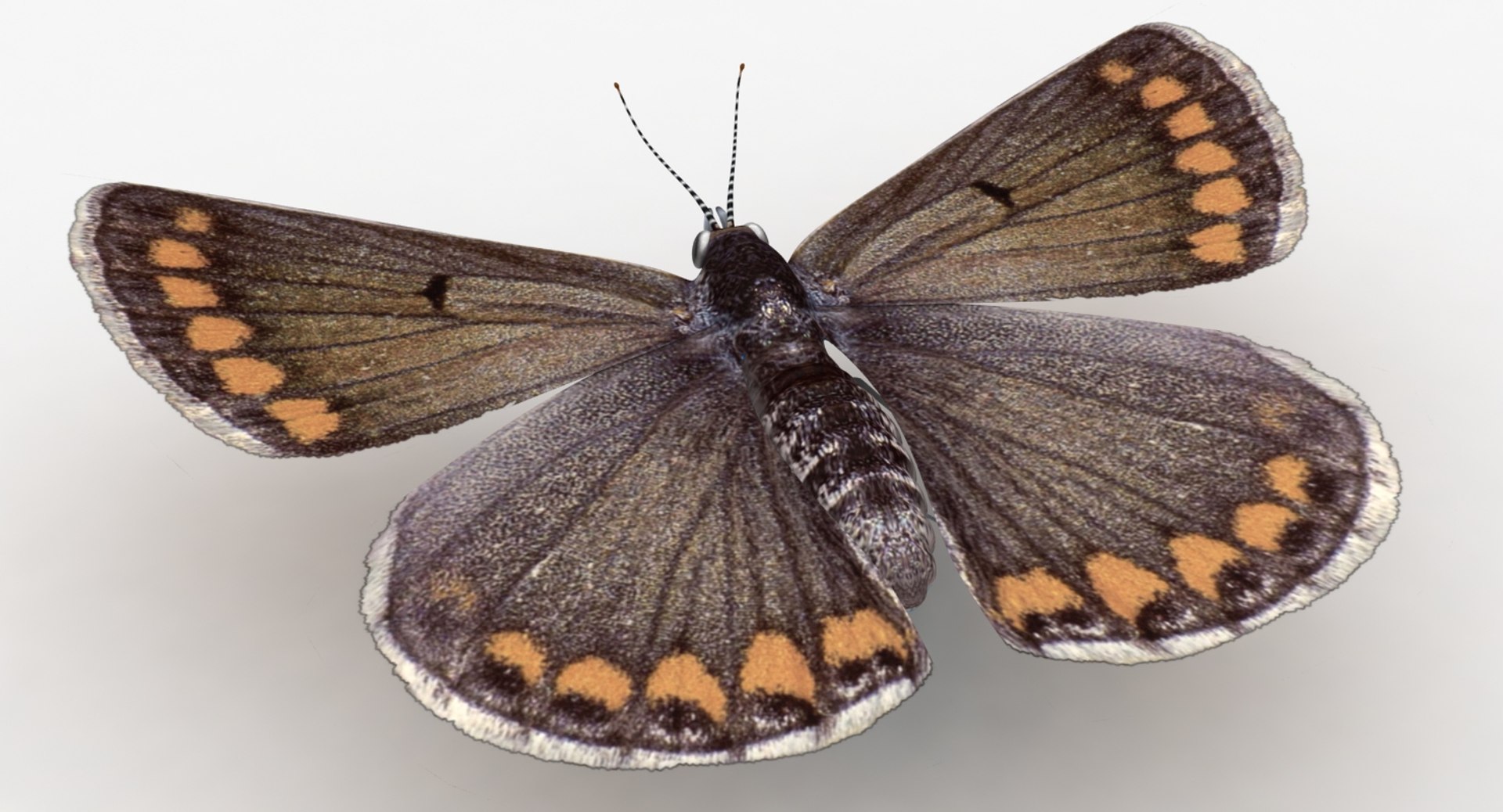 Realistic Northern Brown Argus 3D - TurboSquid 1432002