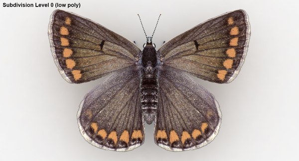 Realistic northern brown argus 3D - TurboSquid 1432002