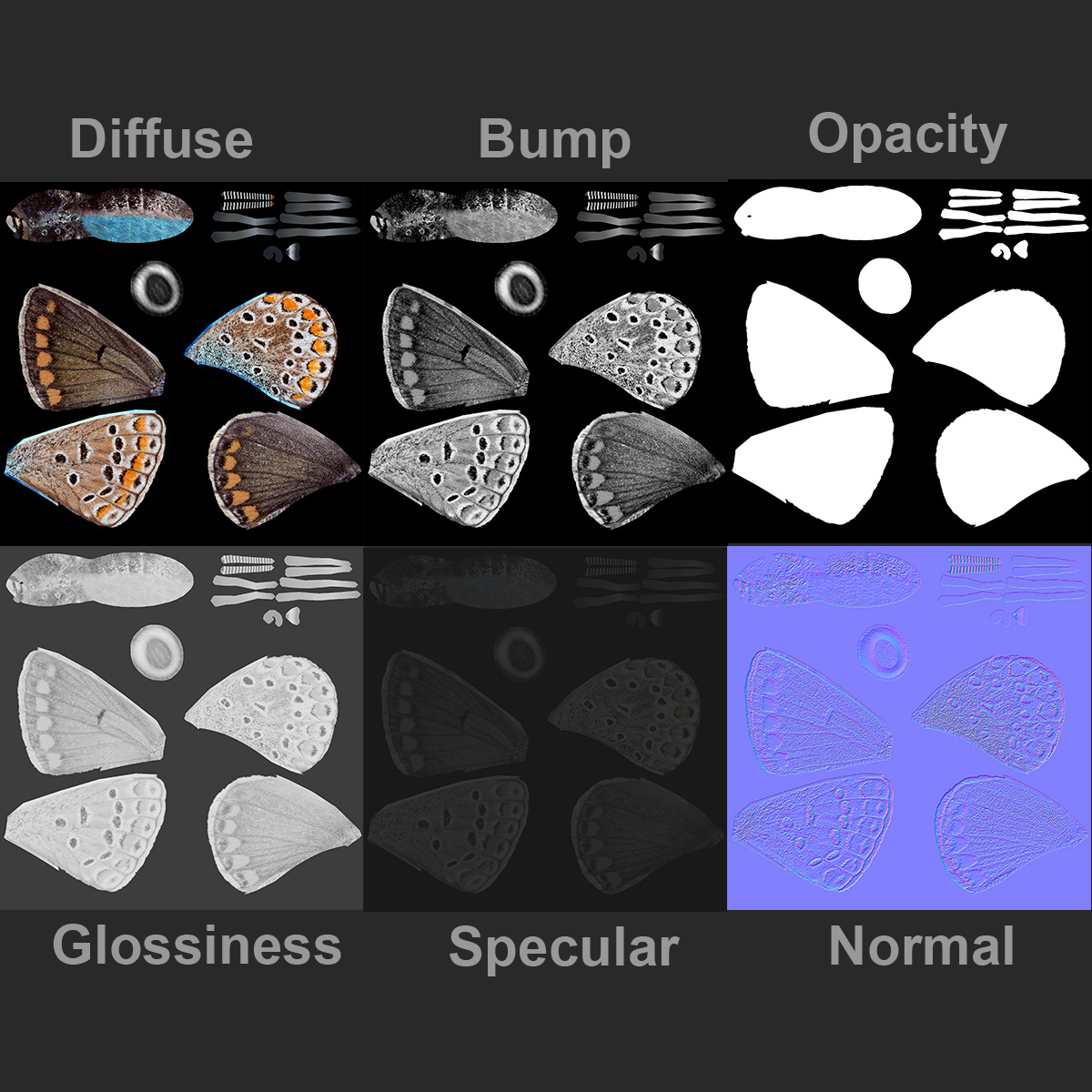 Realistic northern brown argus 3D - TurboSquid 1432002