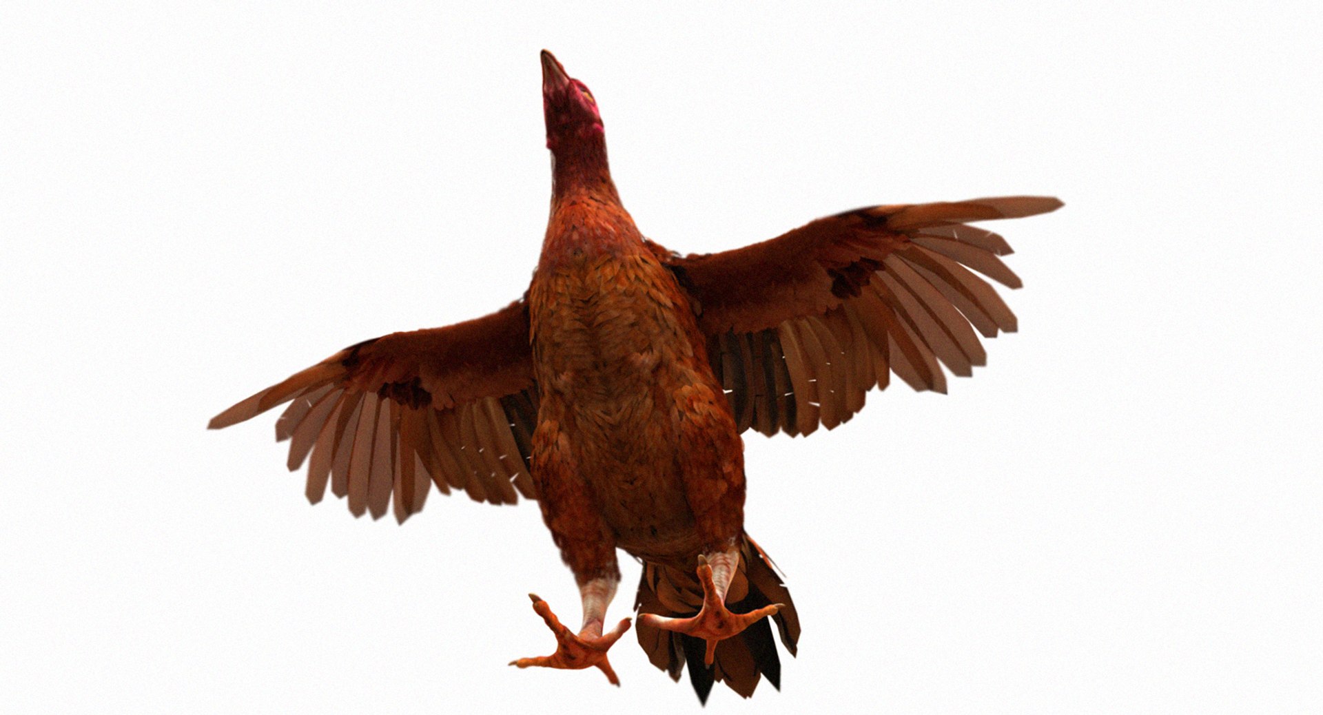 3D hen hi details - TurboSquid 1479894