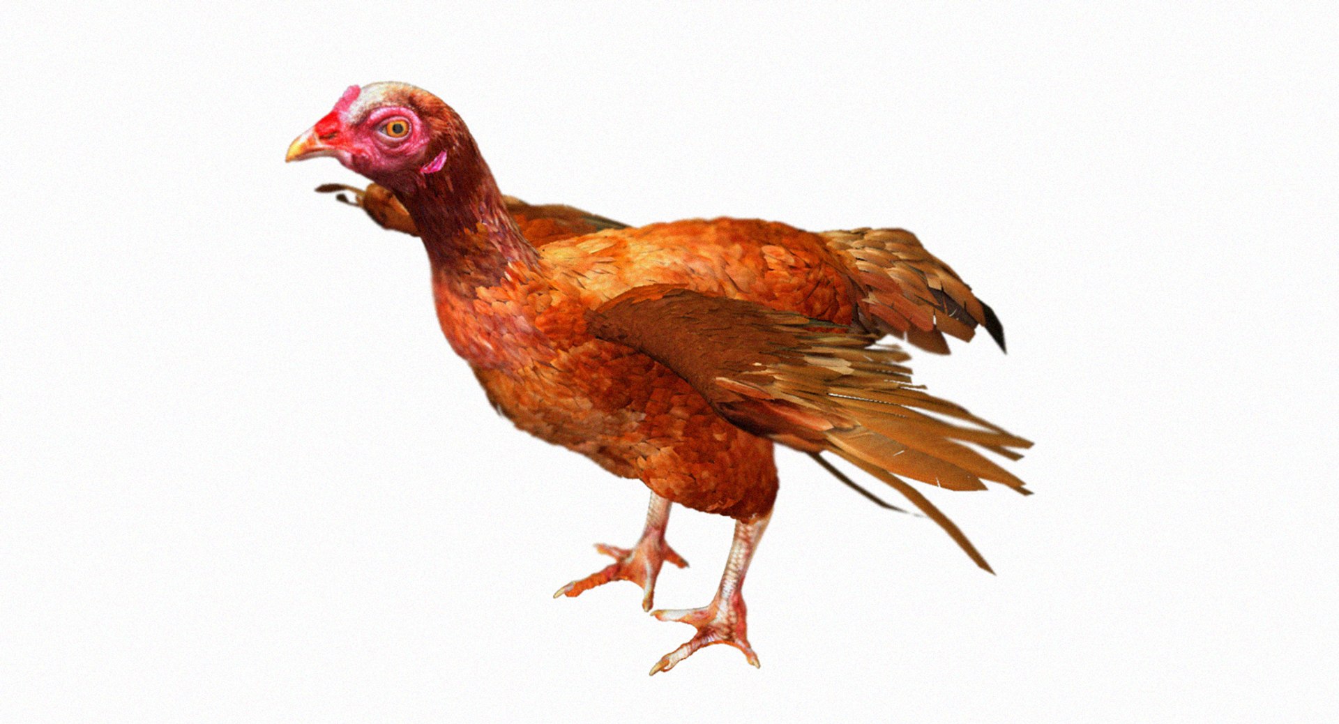 3D hen hi details - TurboSquid 1479894
