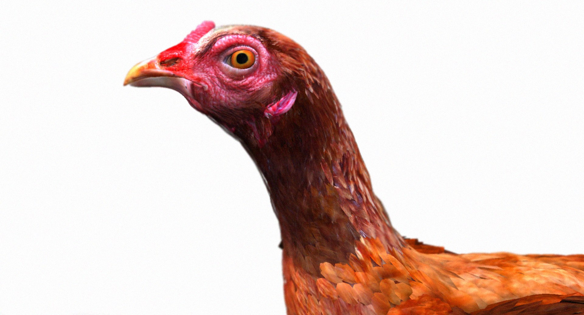 3D hen hi details - TurboSquid 1479894