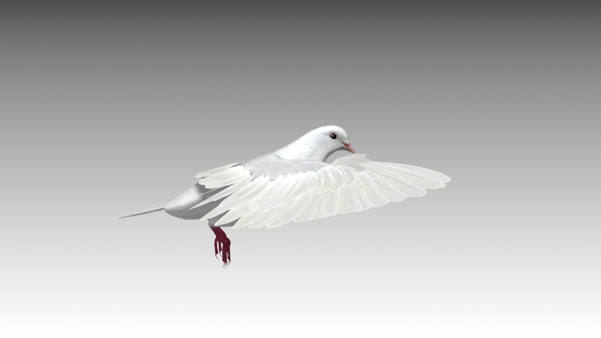 Dove 3D Model - TurboSquid 1501697