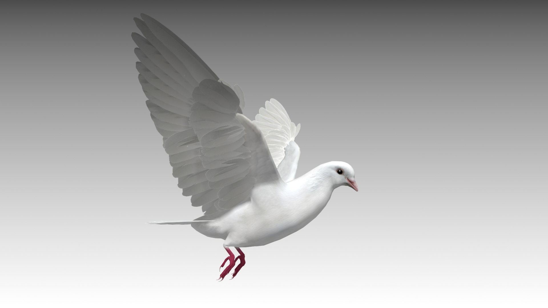 Dove 3D Model - TurboSquid 1501697