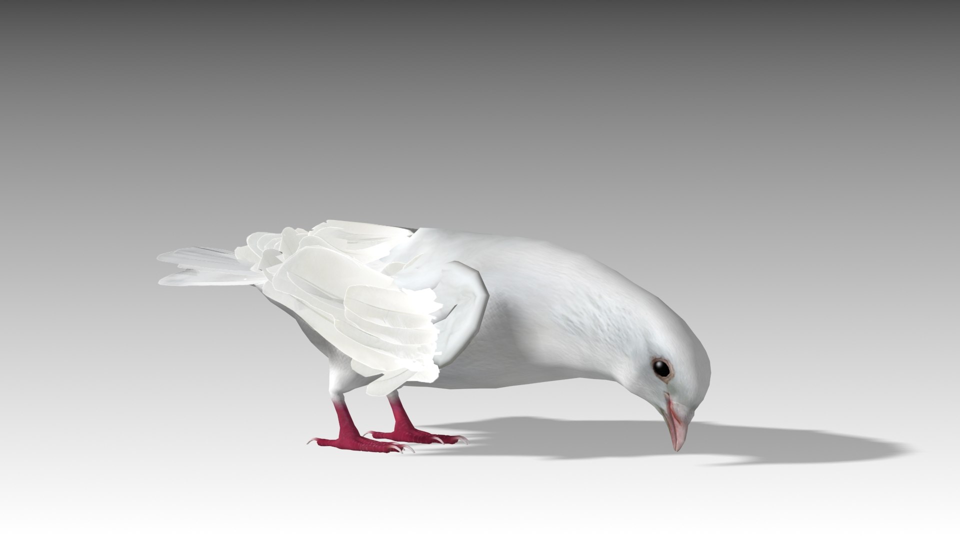Dove 3D Model - TurboSquid 1501697