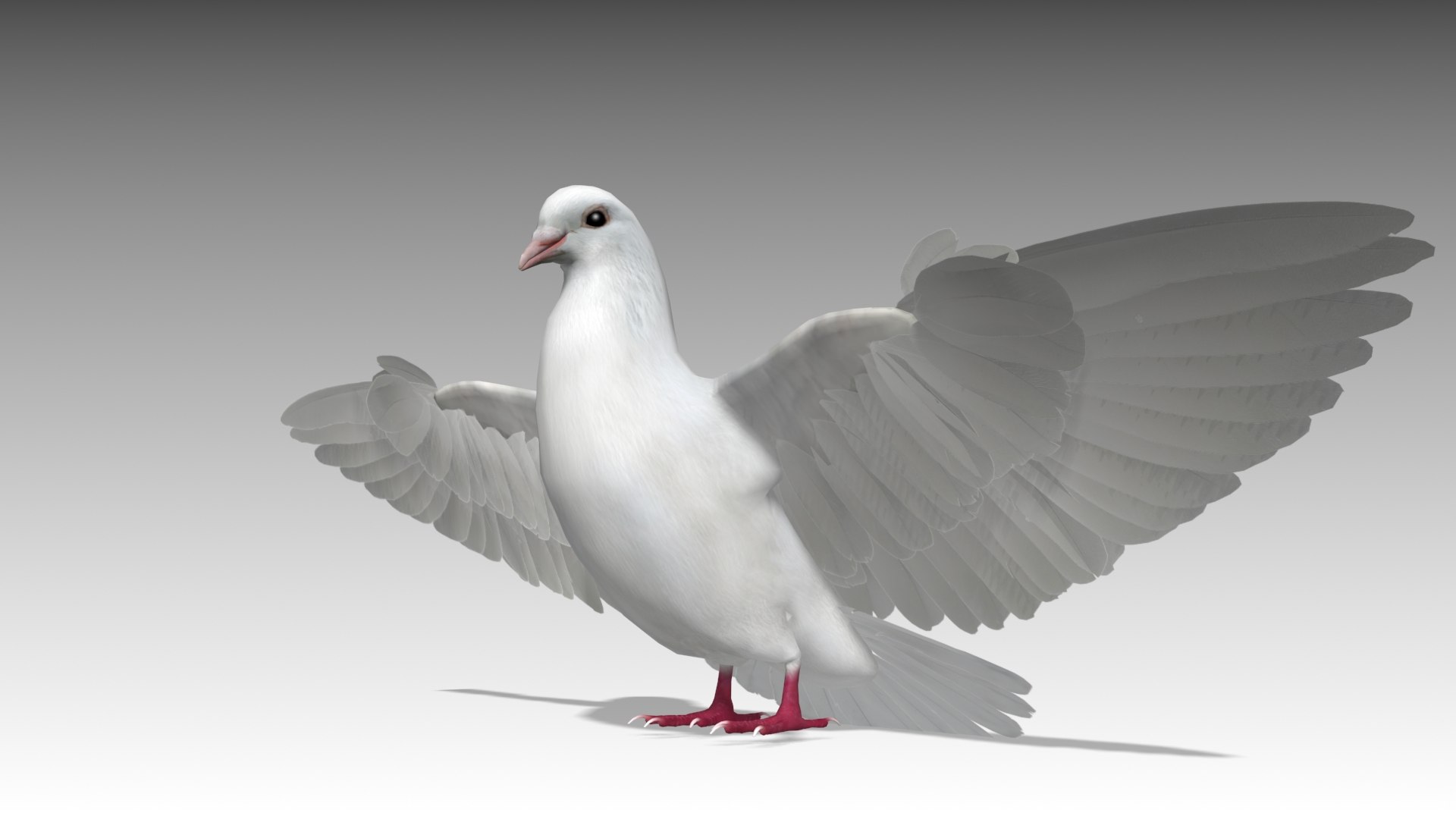 Dove 3D Model - TurboSquid 1501697