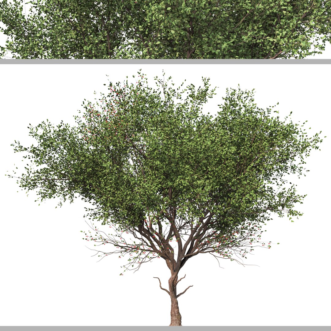 Set Of Cerasus Pseudocerasus Or Chinese Cherry Tree - 2 Trees 3D Model ...