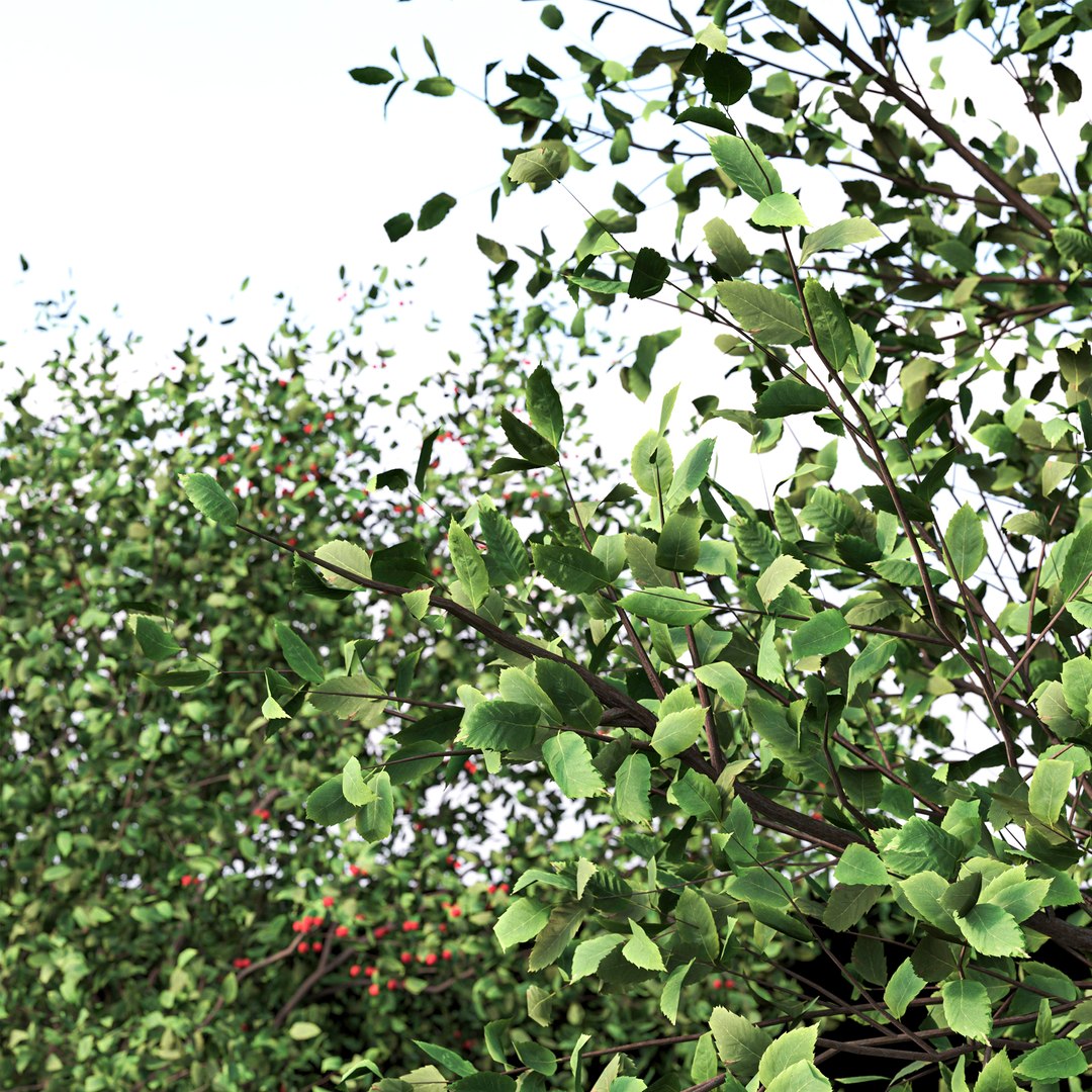 Set Of Cerasus Pseudocerasus Or Chinese Cherry Tree - 2 Trees 3D Model ...