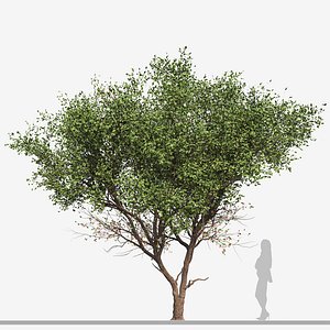 3D Sakura Cherry Blossom Or Prunus Cerasus Tree - 2 Trees Model ...