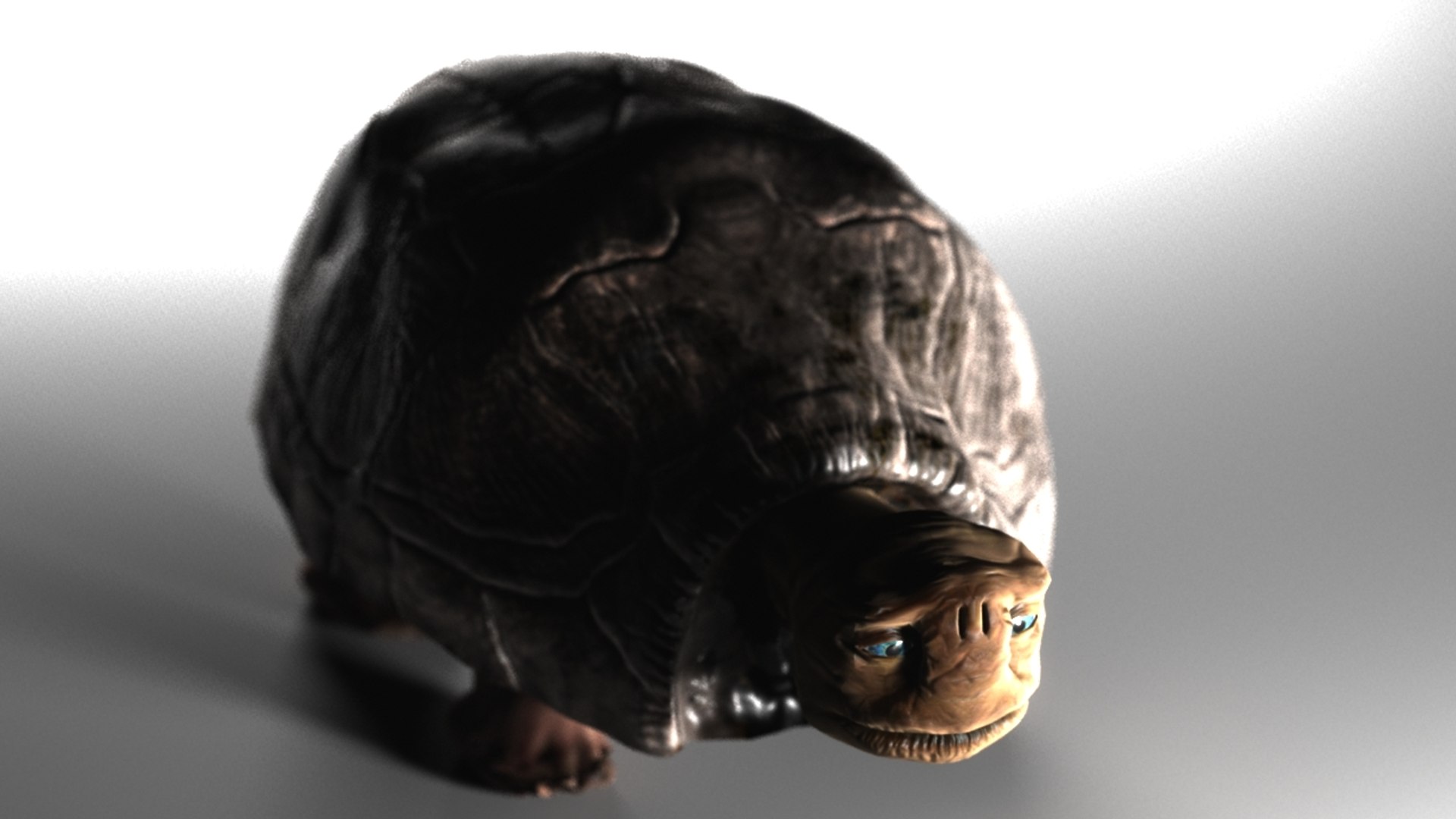 Max Morla Turtle