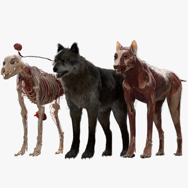 Wolf 3D Models for Download | TurboSquid