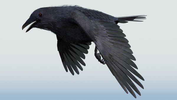 modelo 3d CROW - BLENDER - TurboSquid 1937131