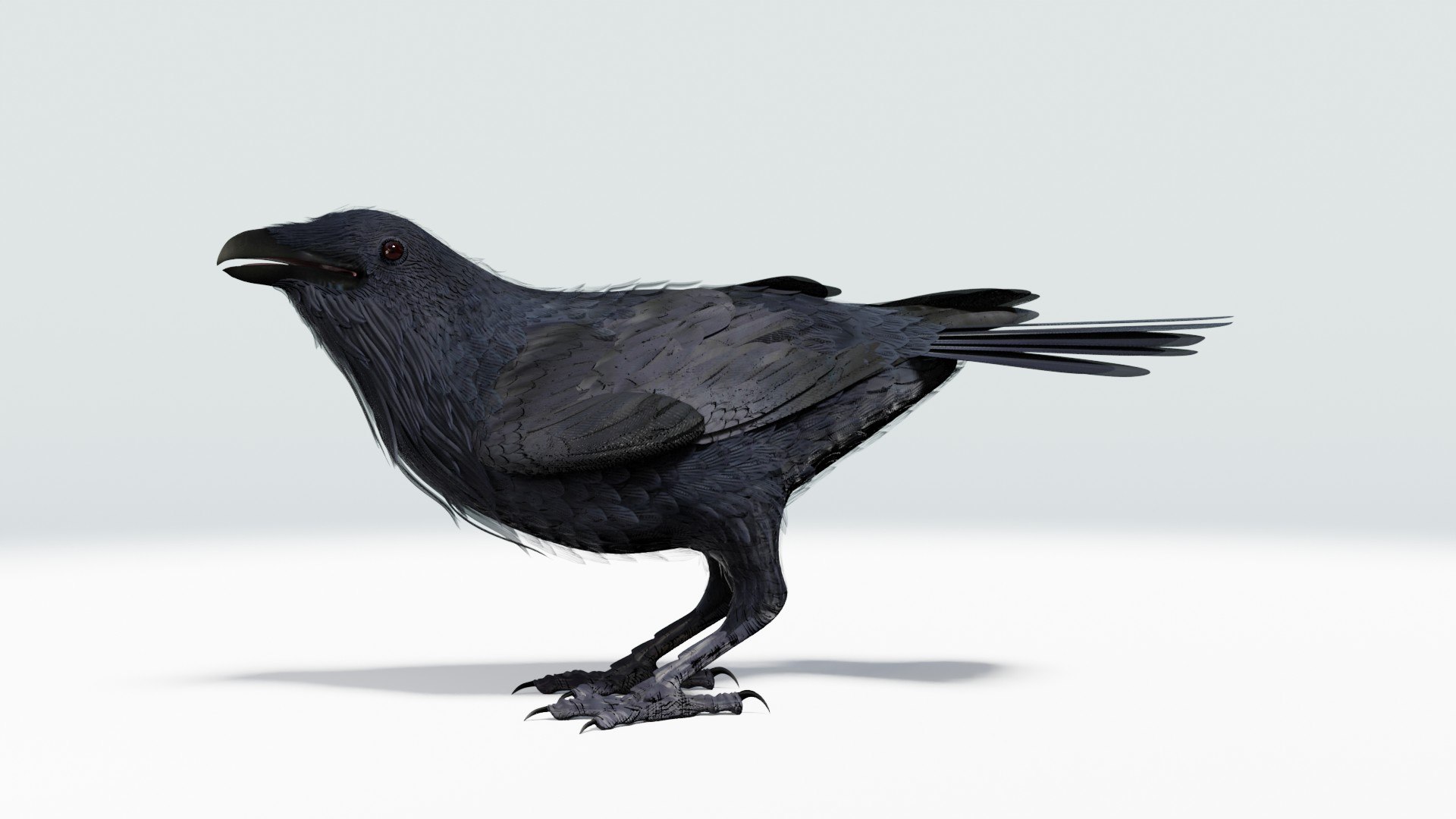 3D CROW - BLENDER model - TurboSquid 1937131