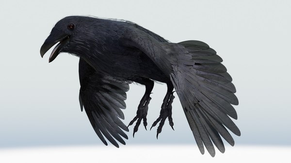 modelo 3d CROW - BLENDER - TurboSquid 1937131