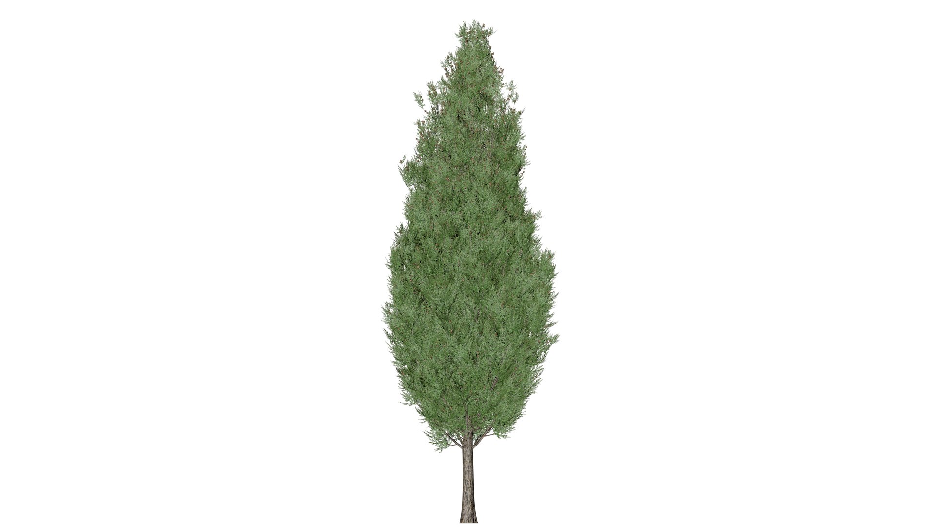 3D Italian Cypress Tree - 03 - - TurboSquid 2373533