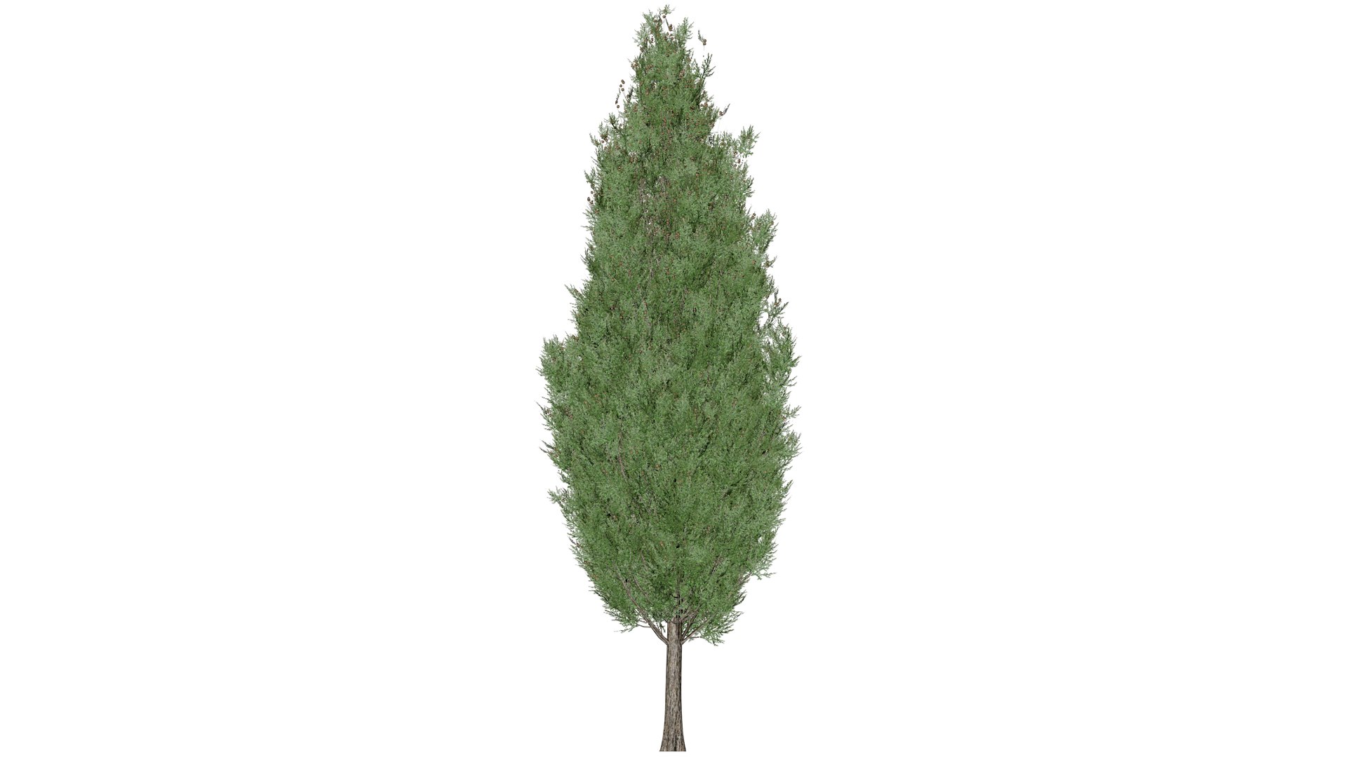 3D Italian Cypress Tree - 03 - - TurboSquid 2373533