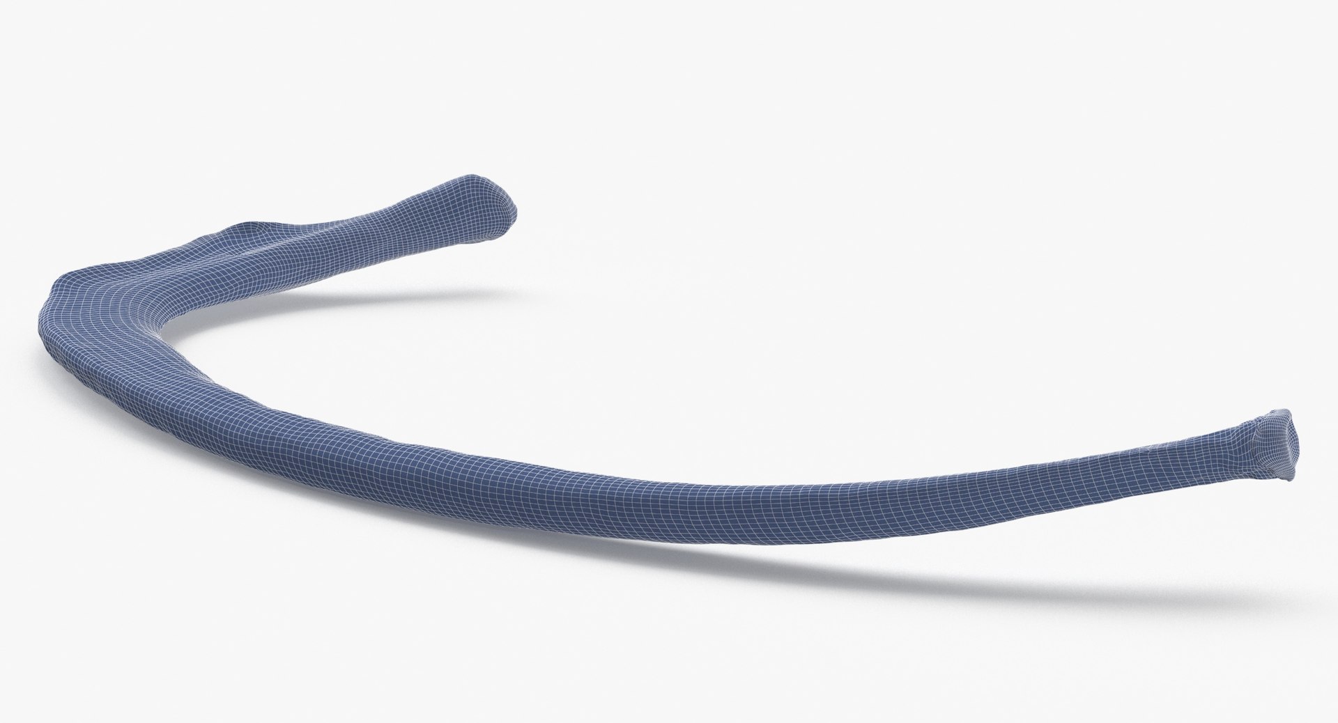 3D Model Kangaroo Red Necked Wallaby Rib T4 - TurboSquid 2069482