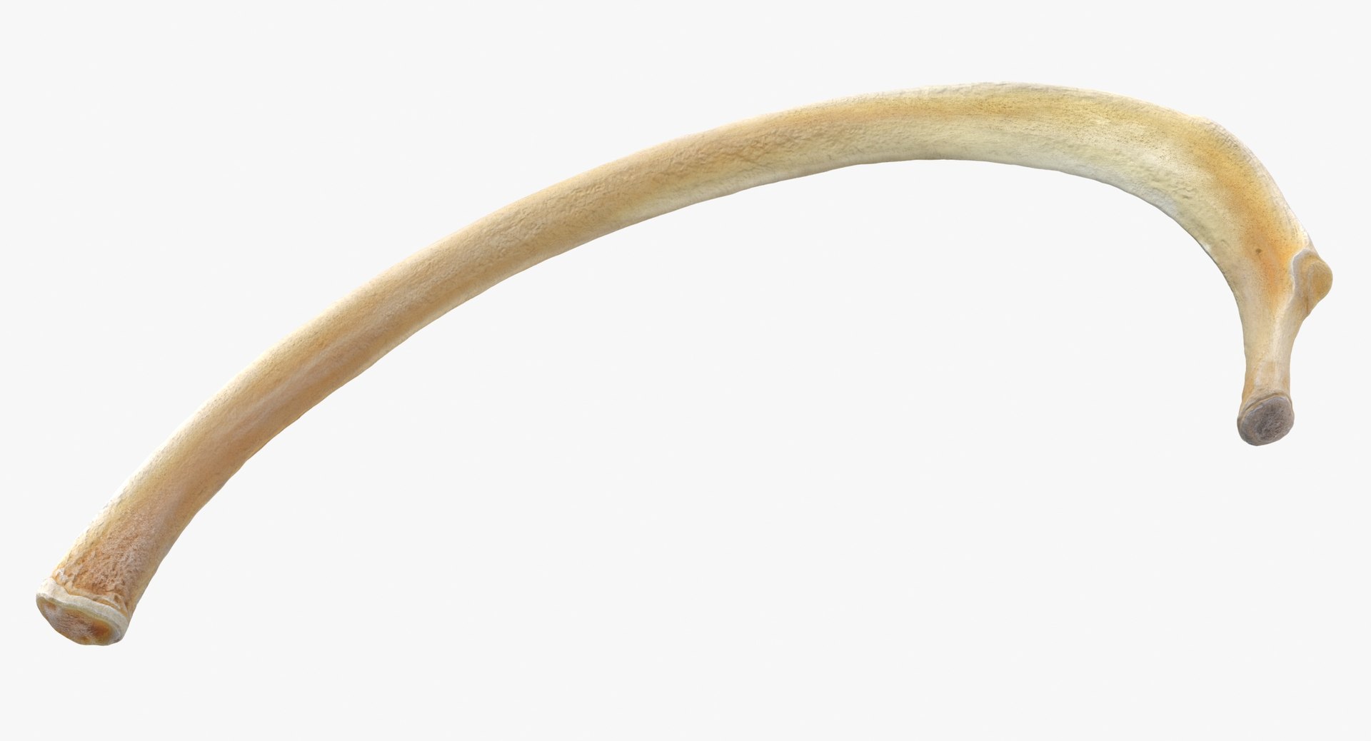 3D Model Kangaroo Red Necked Wallaby Rib T4 - TurboSquid 2069482