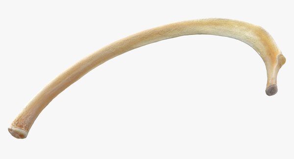 modelo 3d Kangaroo Red Necked Wallaby Rib T4 - TurboSquid 2069482