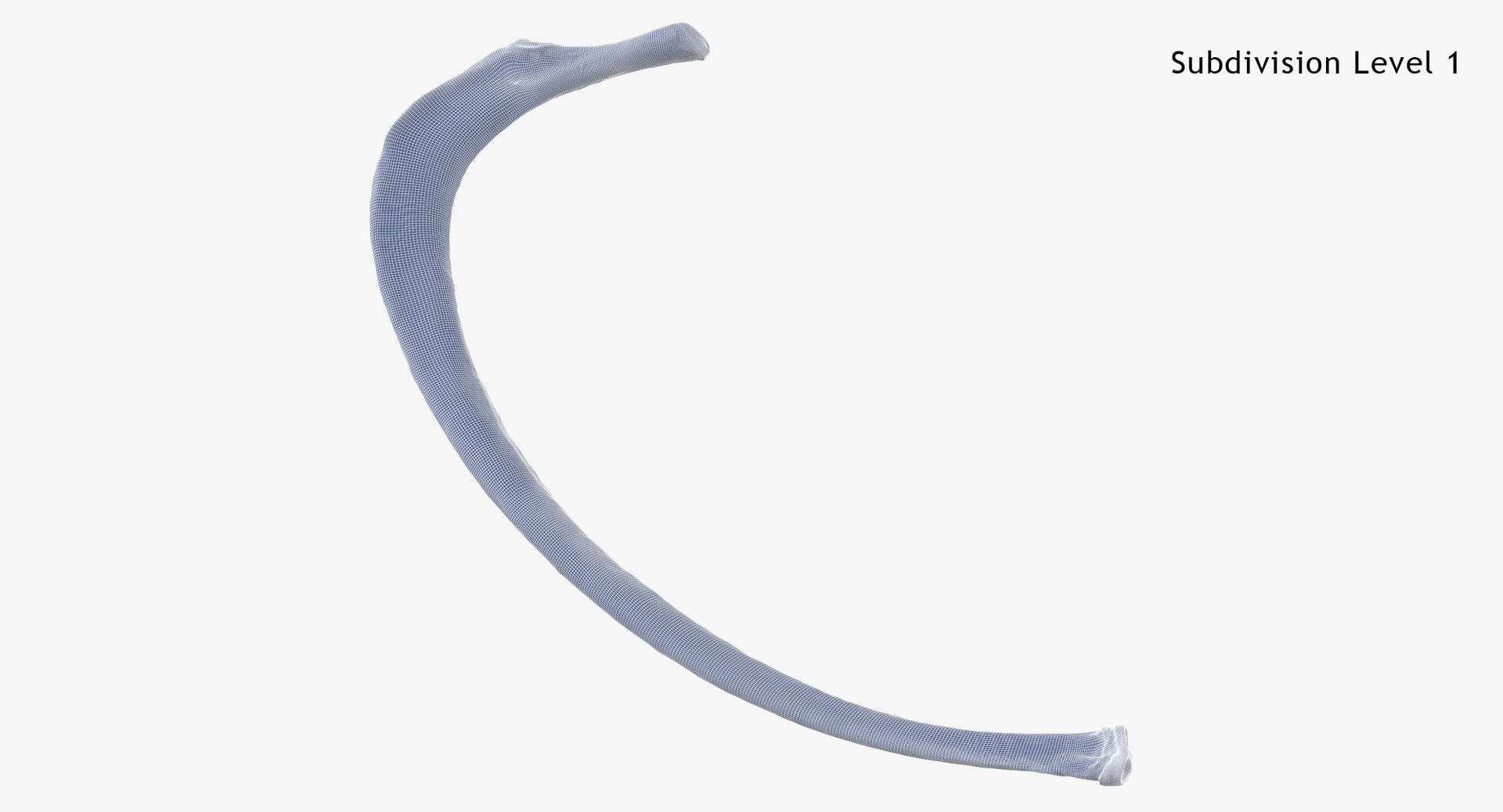 3D Model Kangaroo Red Necked Wallaby Rib T4 - TurboSquid 2069482