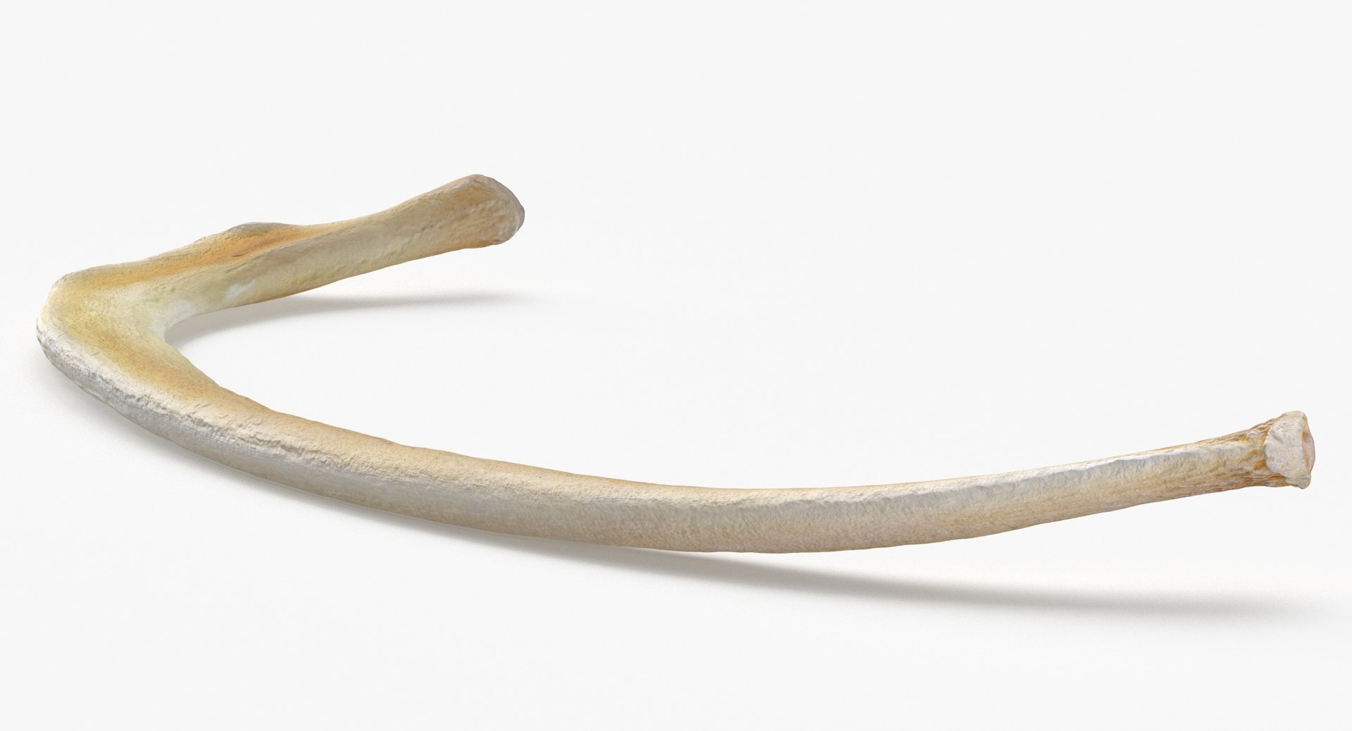 3D Model Kangaroo Red Necked Wallaby Rib T4 - TurboSquid 2069482