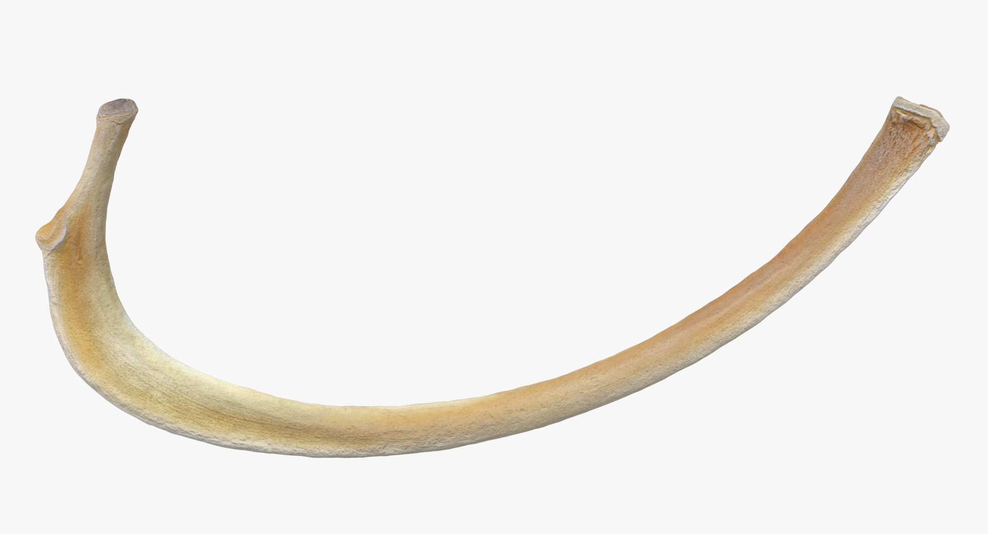 3D Model Kangaroo Red Necked Wallaby Rib T4 - TurboSquid 2069482