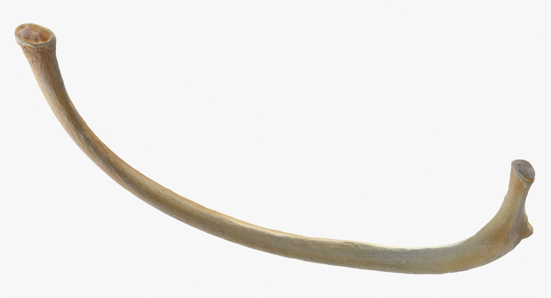 3D Model Kangaroo Red Necked Wallaby Rib T4 - TurboSquid 2069482