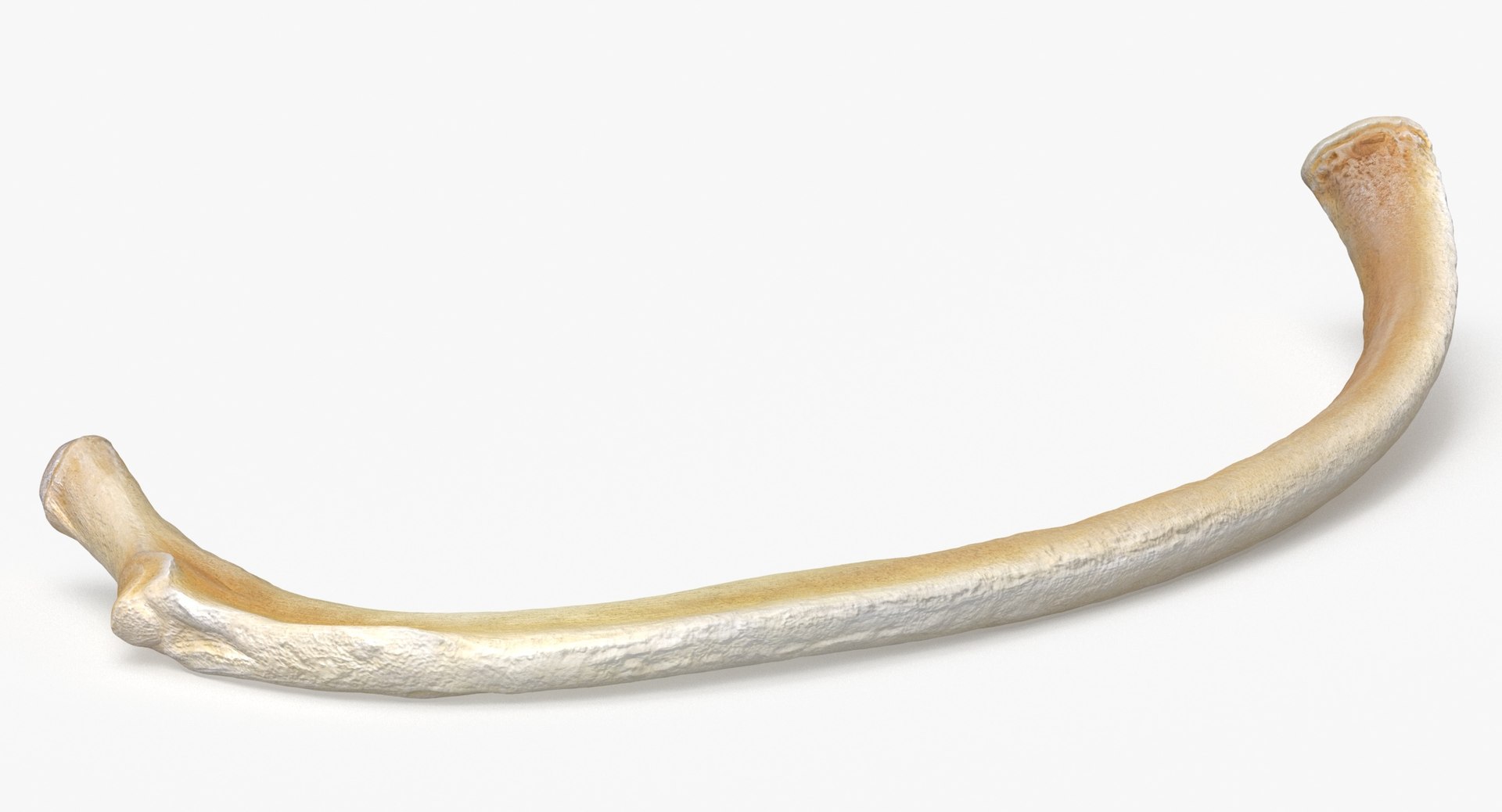 3D Model Kangaroo Red Necked Wallaby Rib T4 - TurboSquid 2069482