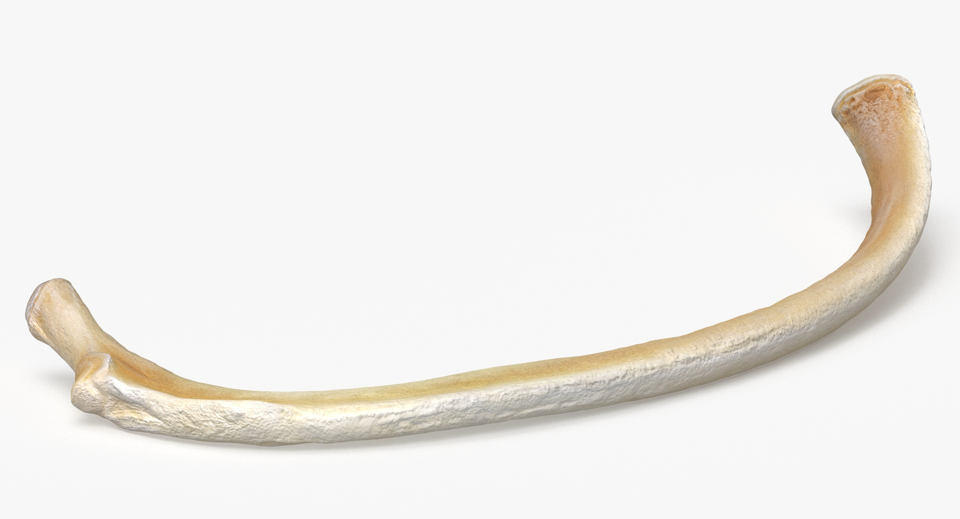 modelo 3d Kangaroo Red Necked Wallaby Rib T4 - TurboSquid 2069482