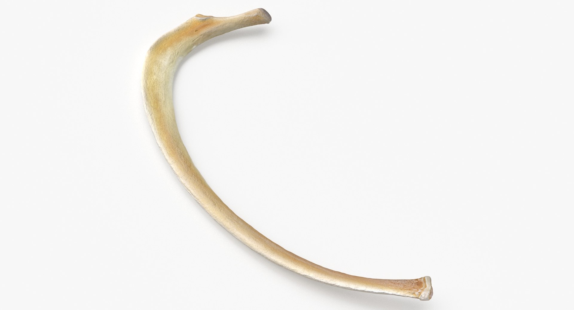 3D model Kangaroo Red Necked Wallaby Rib T4 - TurboSquid 2069482