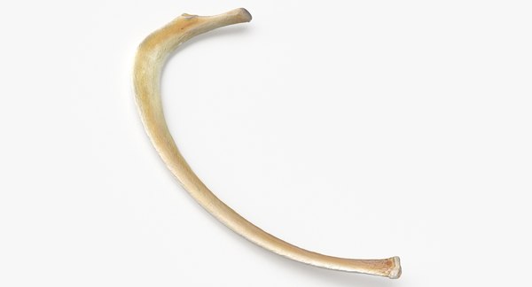 modelo 3d Kangaroo Red Necked Wallaby Rib T4 - TurboSquid 2069482