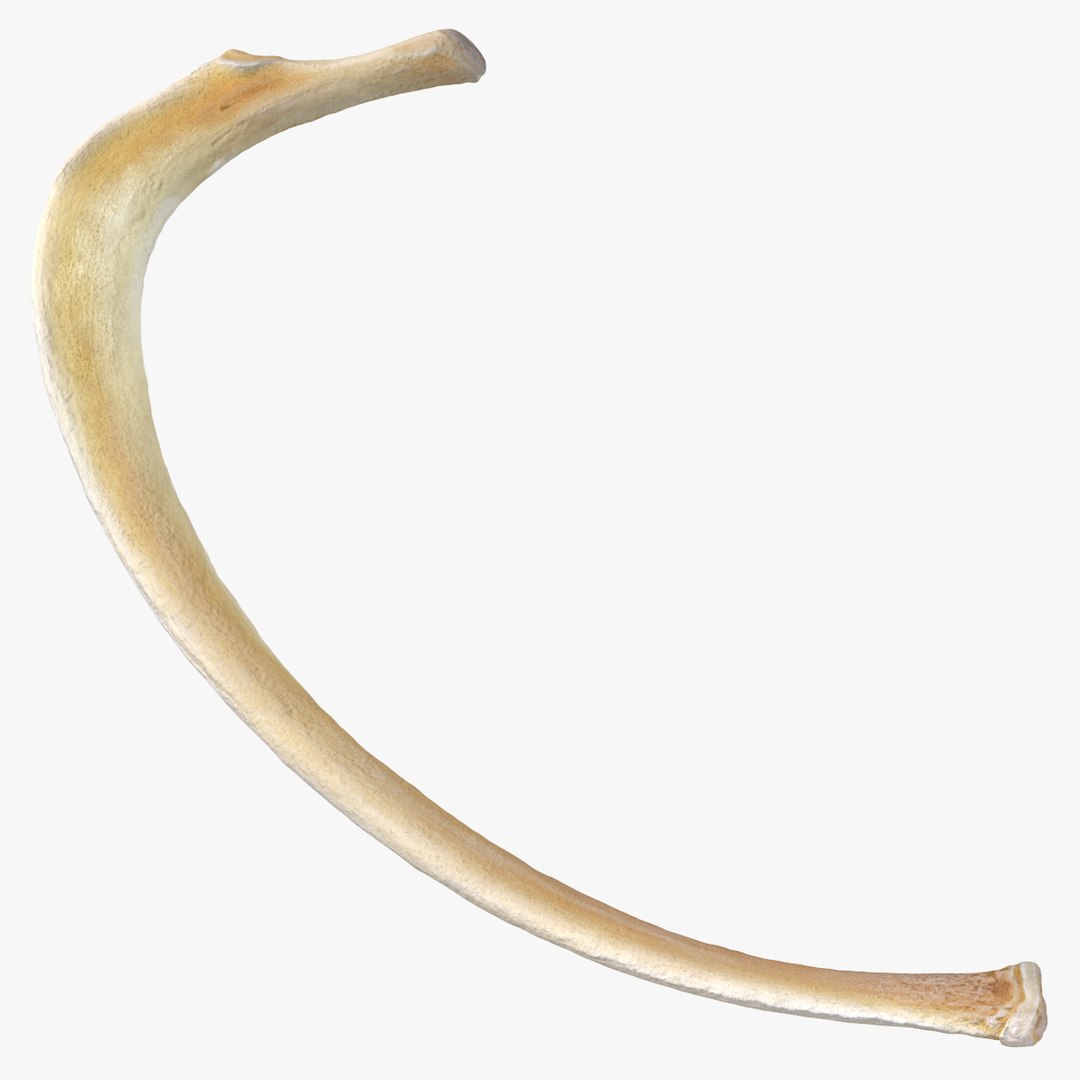 3D model Kangaroo Red Necked Wallaby Rib T4 - TurboSquid 2069482