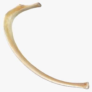 3D Rib Cage Models - Browse & Download Formats - TurboSquid