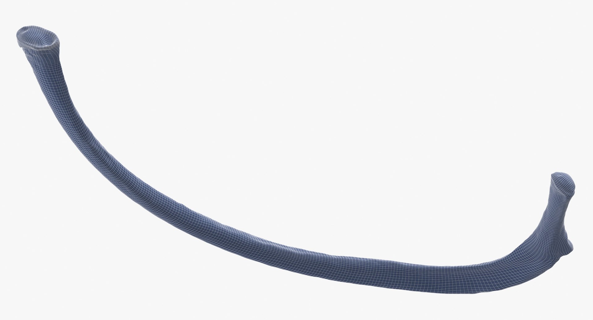 3D Model Kangaroo Red Necked Wallaby Rib T4 - TurboSquid 2069482