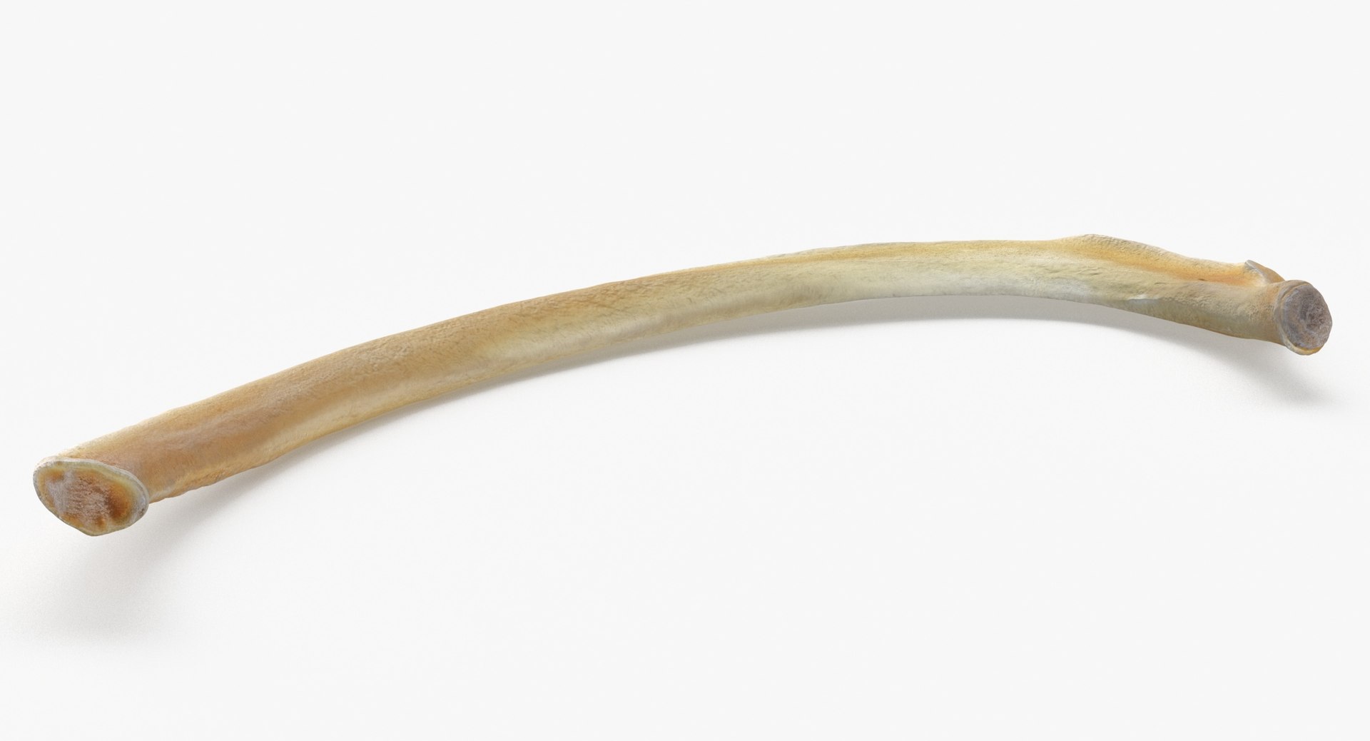 3D Model Kangaroo Red Necked Wallaby Rib T4 - TurboSquid 2069482