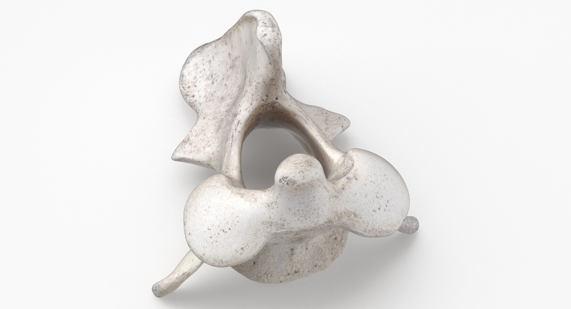 Bear Ursus Cervical Vertebrae C2 Axis 01 3D Model - TurboSquid 2122397