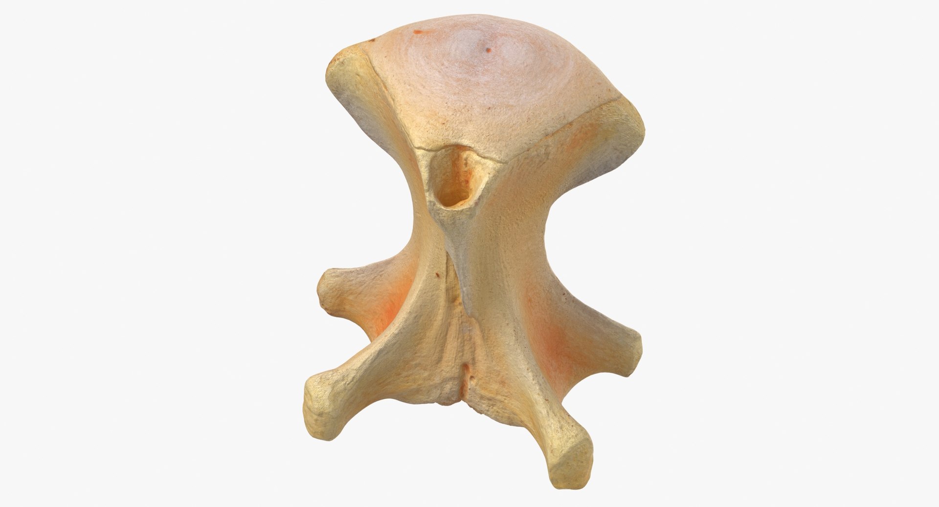 3D Kangaroo Red Necked Wallaby Caudal Vertebrae Cd2 - TurboSquid 2066568