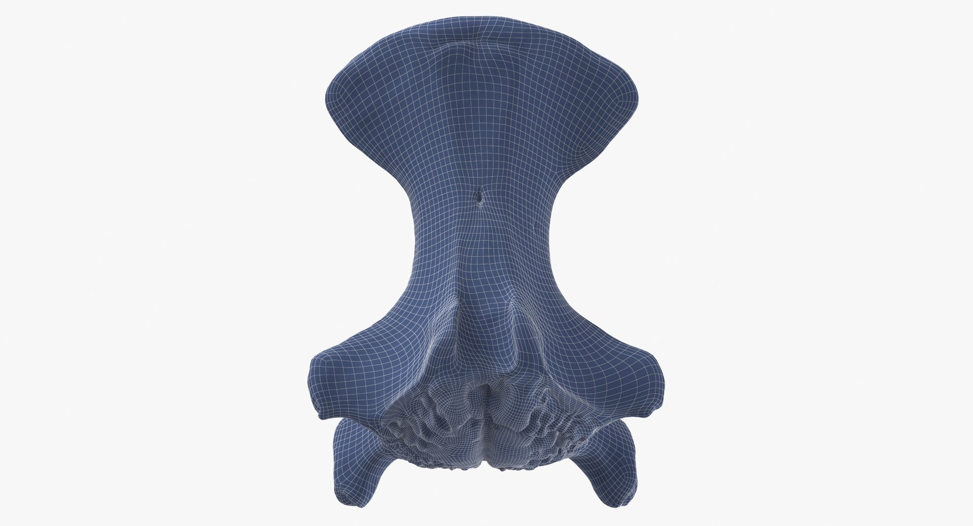 3D Kangaroo Red Necked Wallaby Caudal Vertebrae Cd2 - TurboSquid 2066568