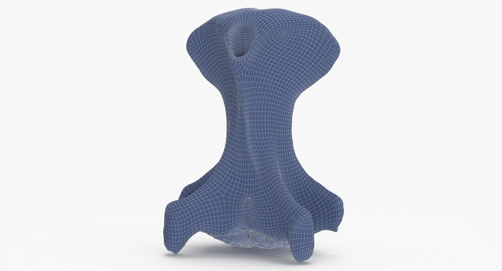 3D Kangaroo Red Necked Wallaby Caudal Vertebrae Cd2 - TurboSquid 2066568