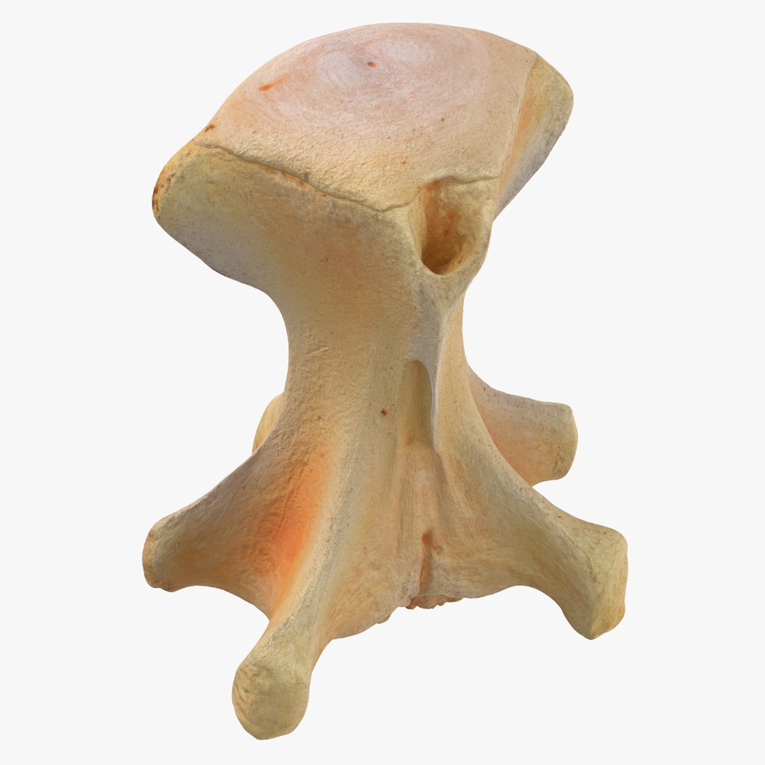 3D Kangaroo Red Necked Wallaby Caudal Vertebrae Cd2 - TurboSquid 2066568
