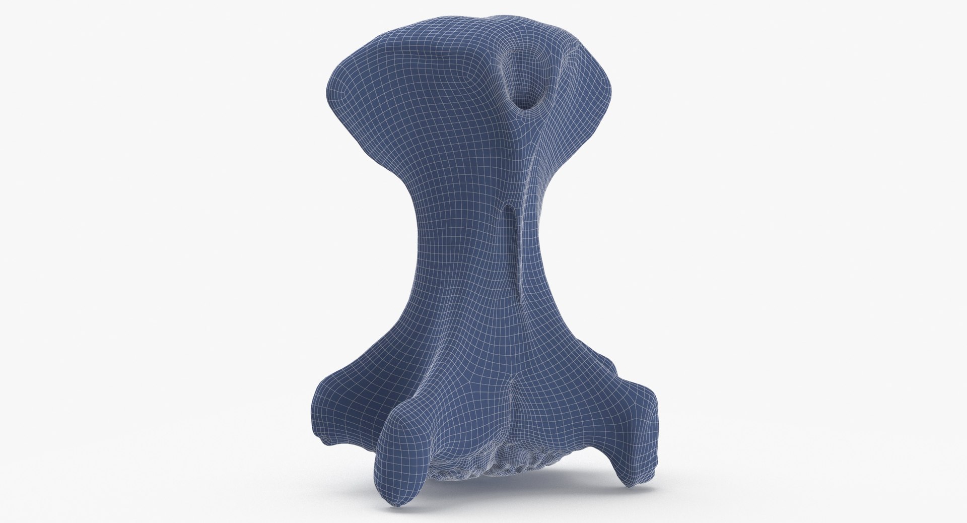 3D Kangaroo Red Necked Wallaby Caudal Vertebrae Cd2 - TurboSquid 2066568