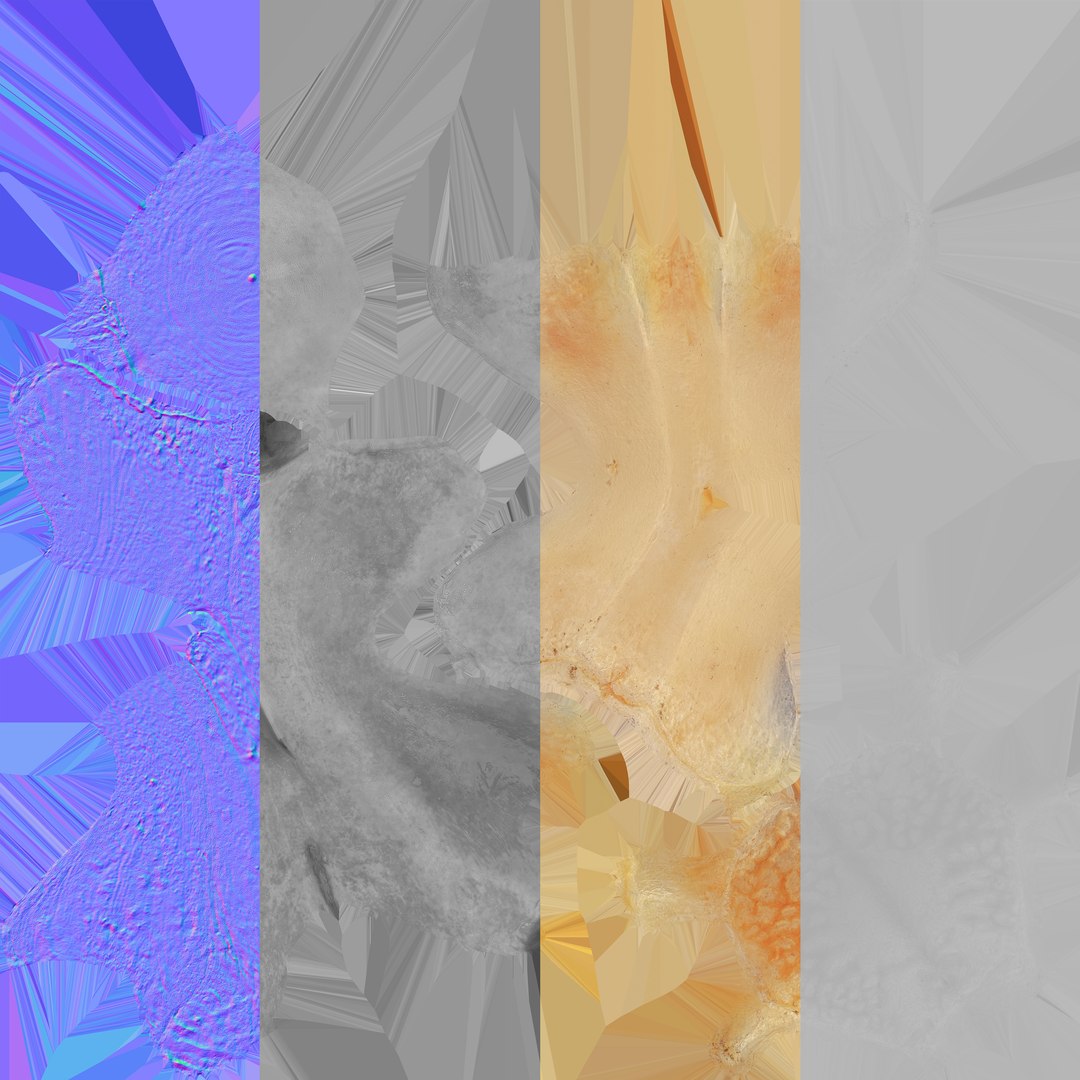 3D Kangaroo Red Necked Wallaby Caudal Vertebrae Cd2 - TurboSquid 2066568