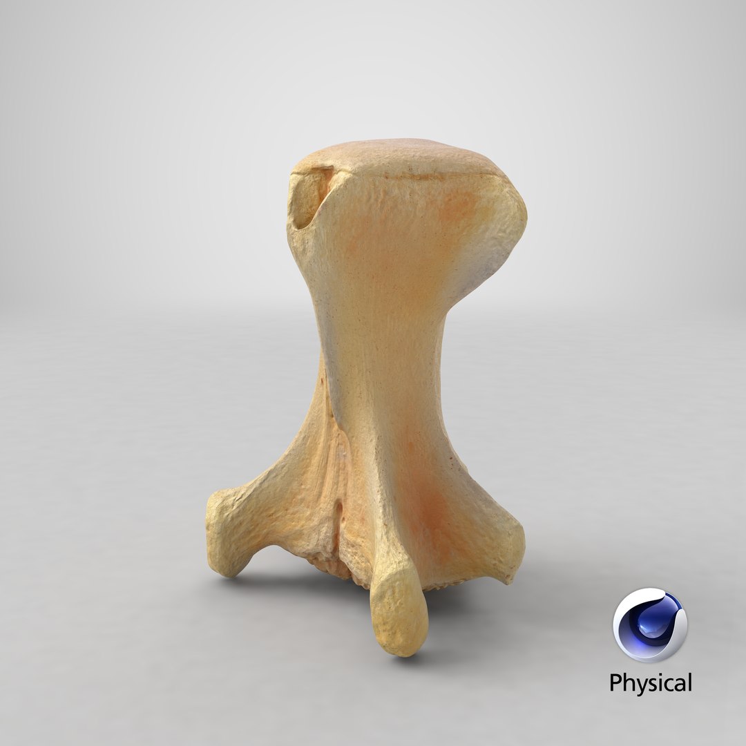 3D Kangaroo Red Necked Wallaby Caudal Vertebrae Cd2 - TurboSquid 2066568