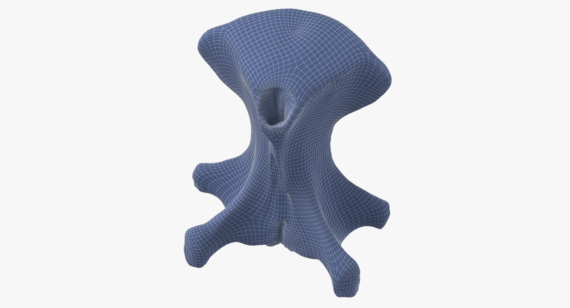 3D Kangaroo Red Necked Wallaby Caudal Vertebrae Cd2 - TurboSquid 2066568