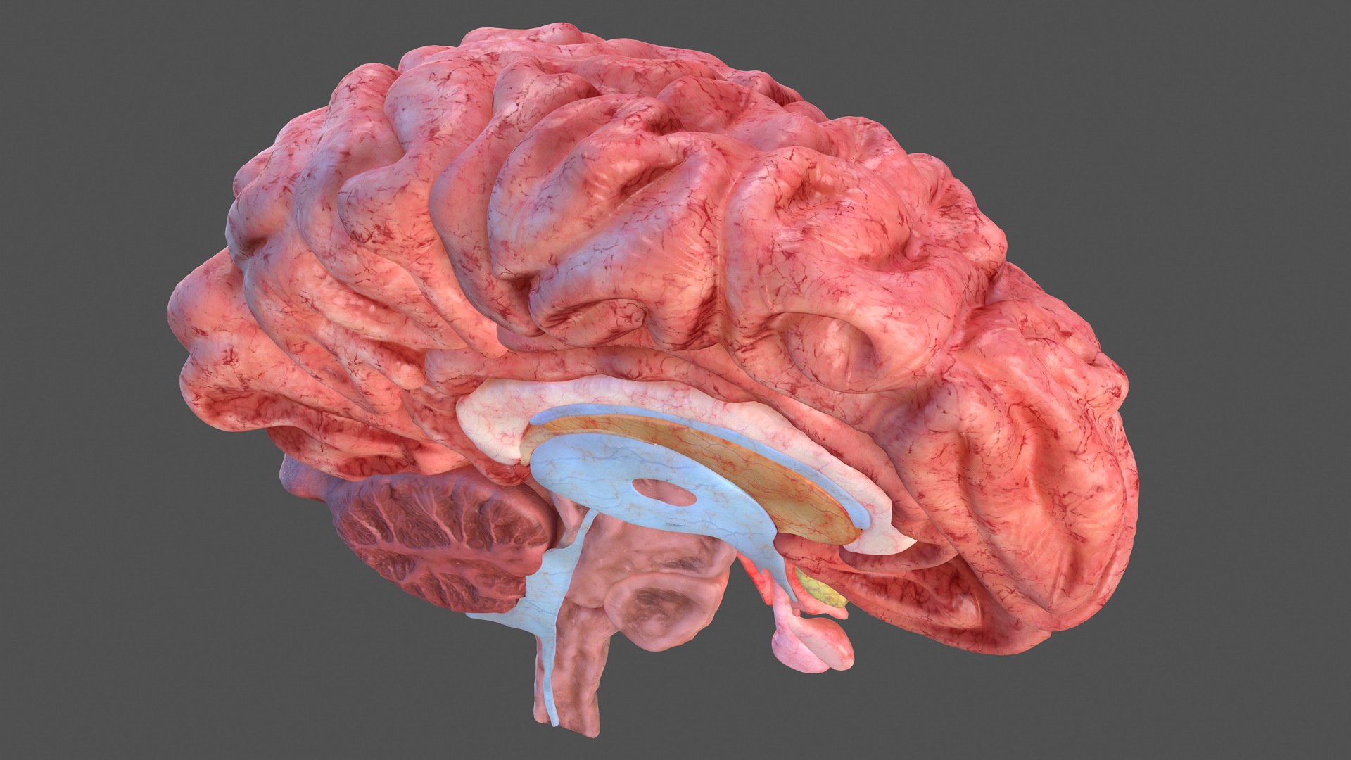 3D human brain anatomy section - TurboSquid 1467288