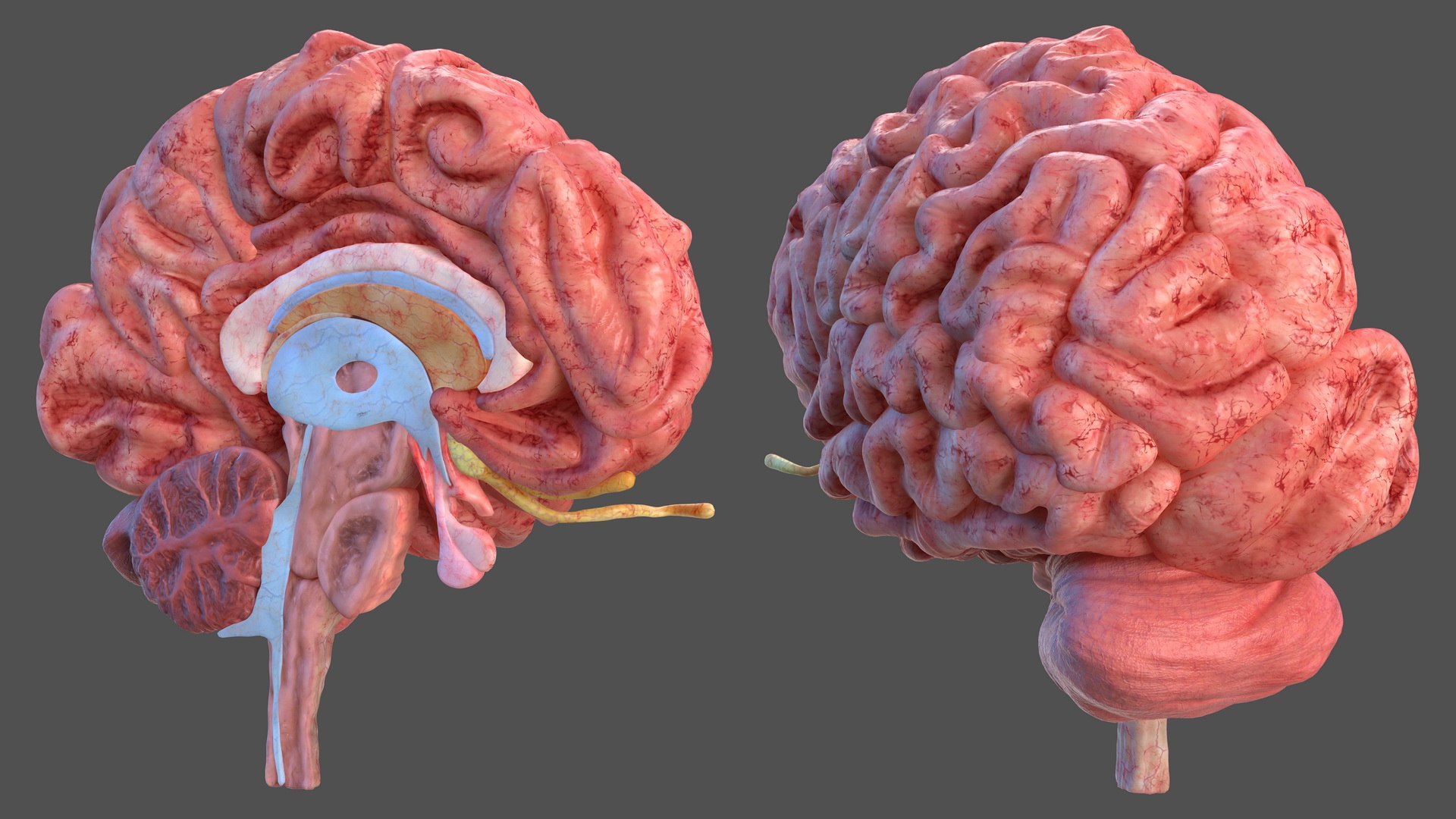 3D human brain anatomy section - TurboSquid 1467288