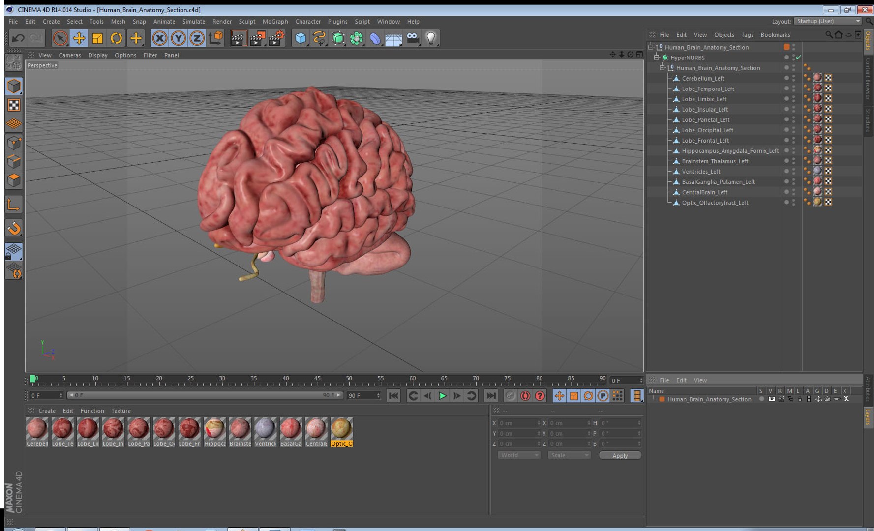 3D human brain anatomy section - TurboSquid 1467288