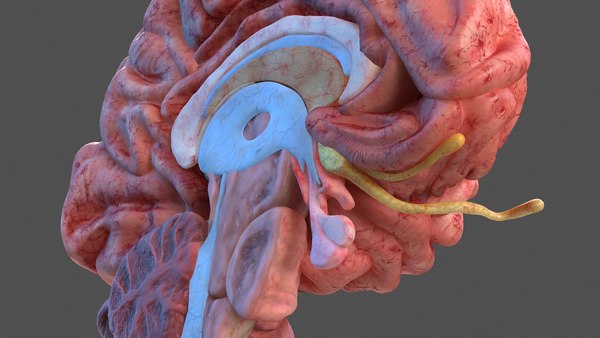 3D human brain anatomy section - TurboSquid 1467288