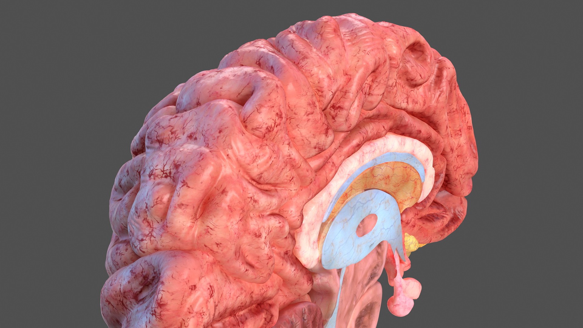 3D human brain anatomy section - TurboSquid 1467288